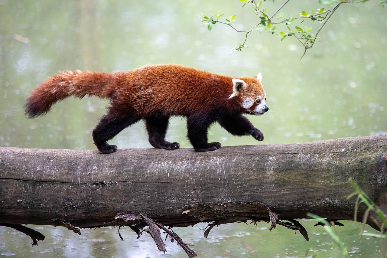 Fascinating Facts About the Adorable Red Panda